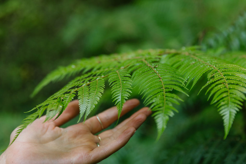 Guided Nature Walk – Rotoroa Island Trust