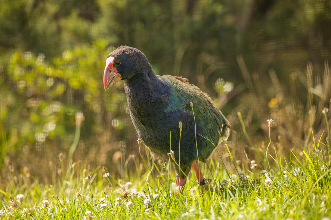 Things To Do – Rotoroa Island Trust