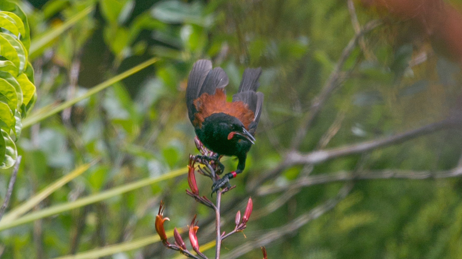 Guided Nature Walk – Rotoroa Island Trust